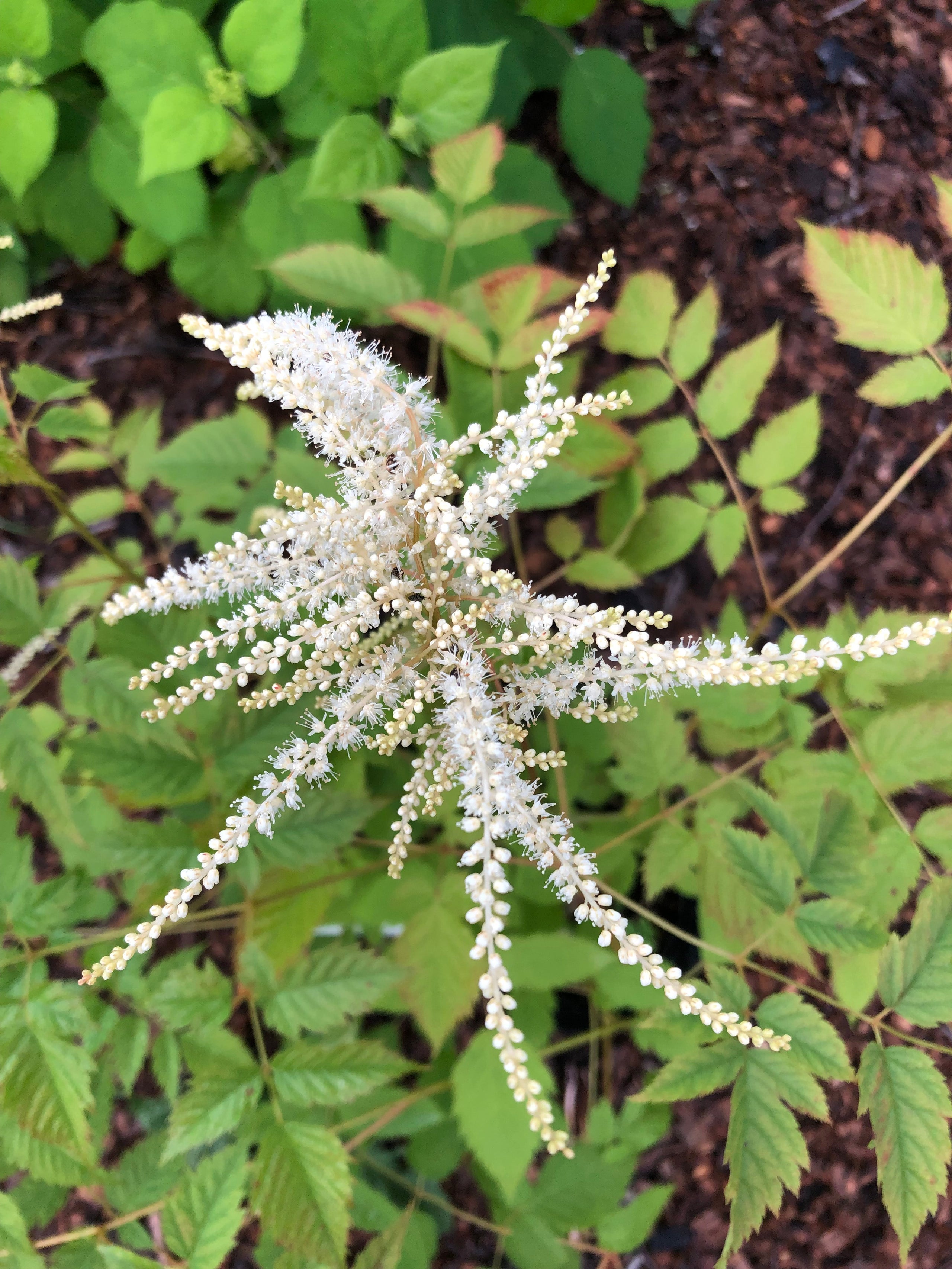 Goatsbeard (Aruncus dioicus) | Cottage Creek Gardens