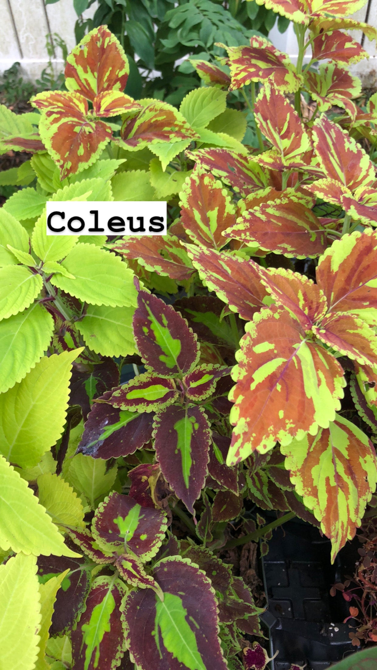 Coleus (plectranthus) - assorted colors | Cottage Creek Gardens