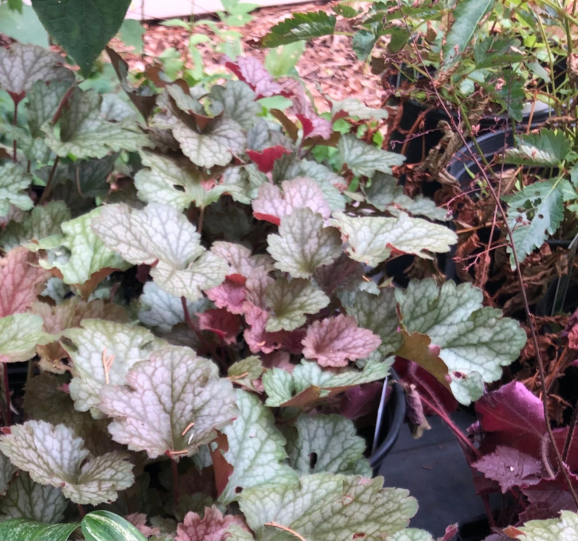 Coral bells (Heuchera) - assorted colors | Cottage Creek Gardens
